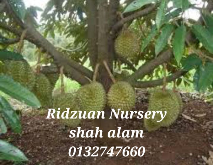 MUSANG KING ORIGINAL RAUB PAHANG [ANAK POKOK] | Lazada