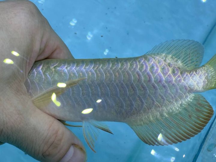 Arowana Fish 24K Golden Head Blue Purple Base Cross Back Mgbb cb 6 inch 7.5inch and 9 inch ada ...