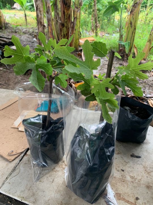 Figs Cuttings | Lazada PH