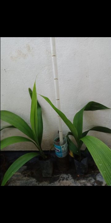 anak pokok lemba | Lazada