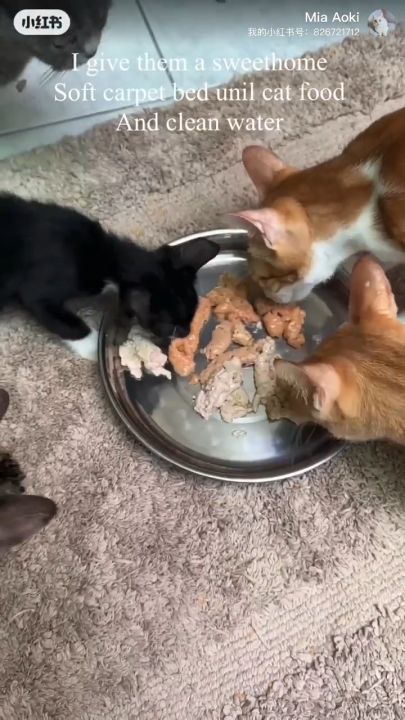 FAENBEI Cat churu Cat Strip 15g stick pet wet food cat treats for picky ...