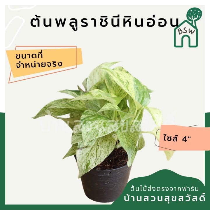 4 inch spotted marble queen pot | Lazada PH