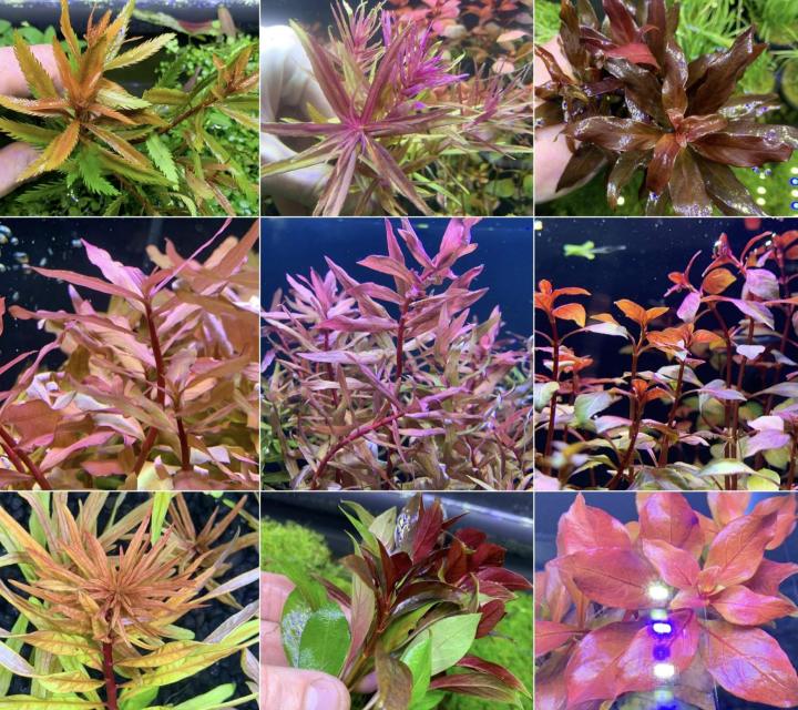 red aquatic plants for aquarium decoration design 5 stems | Lazada PH