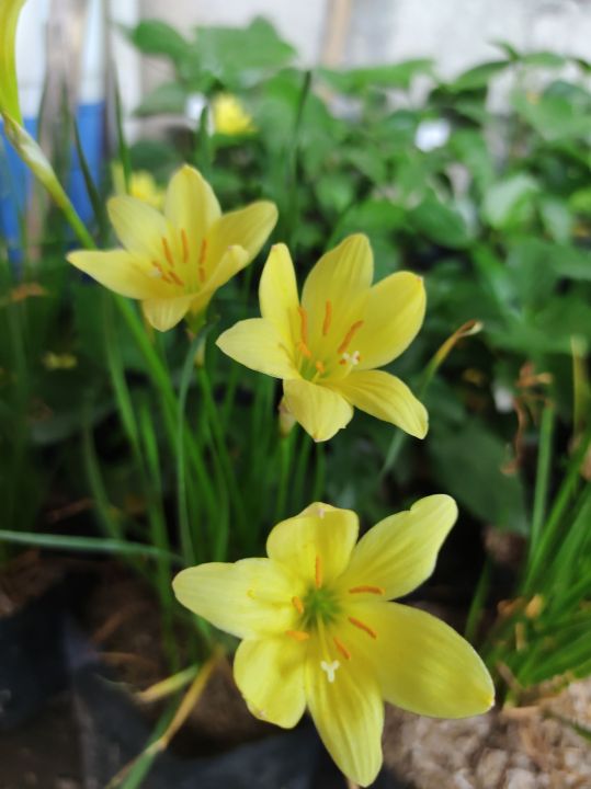 PURE YELLOW RAIN LILLY PLANTS | Lazada PH