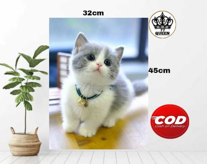 POSTER TEMA GAMBAR KUCING/POSTER DINDING GAMBAR KUCING/HIASAN DINDING ...