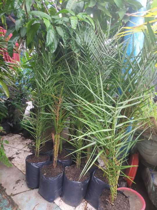 Bibit Tanaman Kurma Tropis Barhe Tinggi 1 Meter UP | Lazada Indonesia