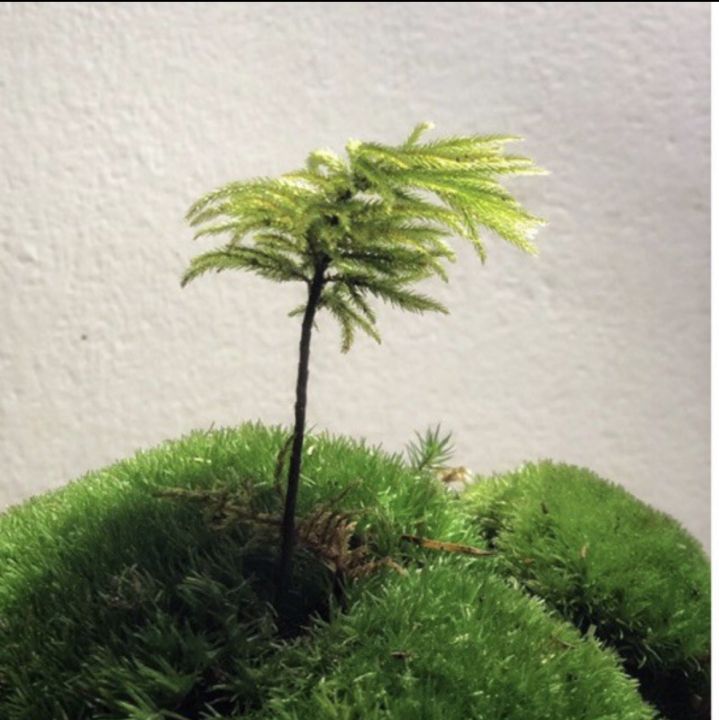 Tree moss / Umbrella moss / climacium Dendroides | Lazada