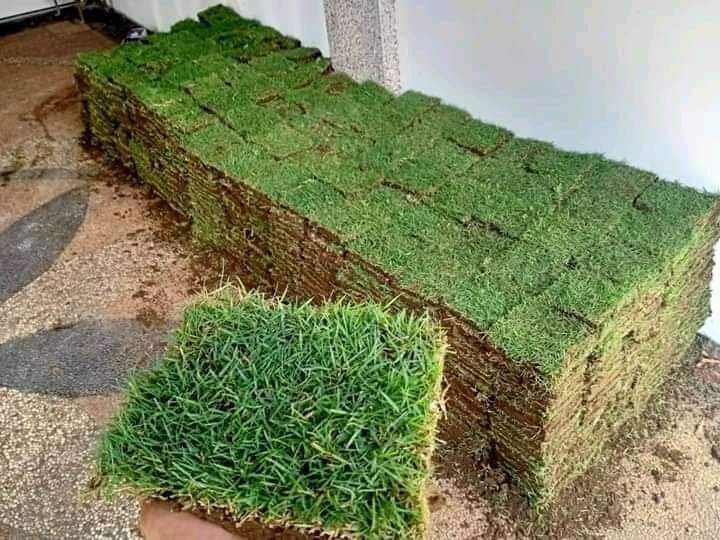 rumput jepang/rumput murah/rumput peking ukuran 30cm x 30cm | Lazada ...