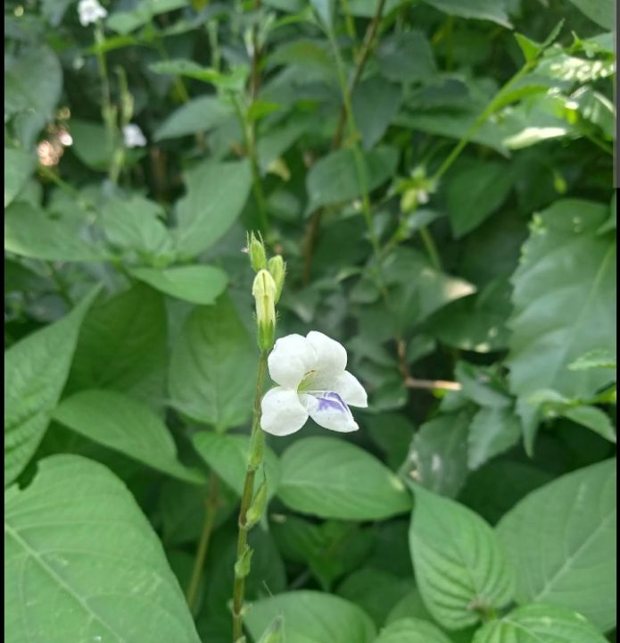 rumput israel, pokok herba | Lazada