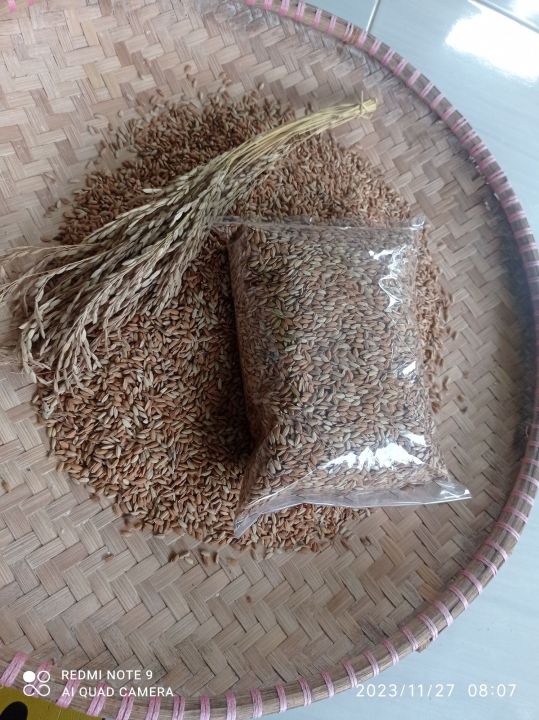 jual padi jadul padi huma bertangkai 2kg | Lazada Indonesia