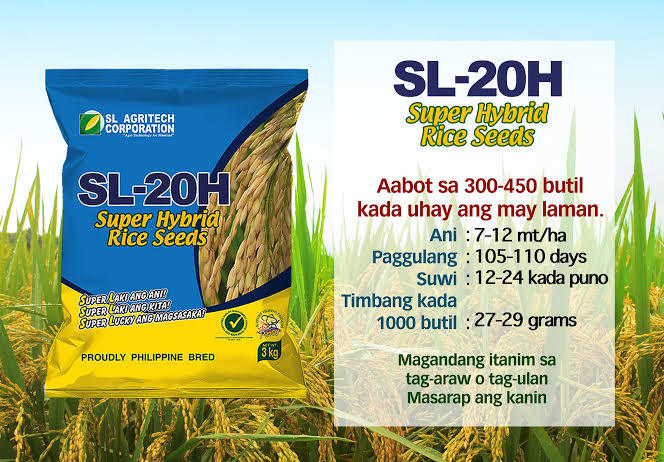 SL 20H Super Hybrid Rice Seeds | Lazada PH