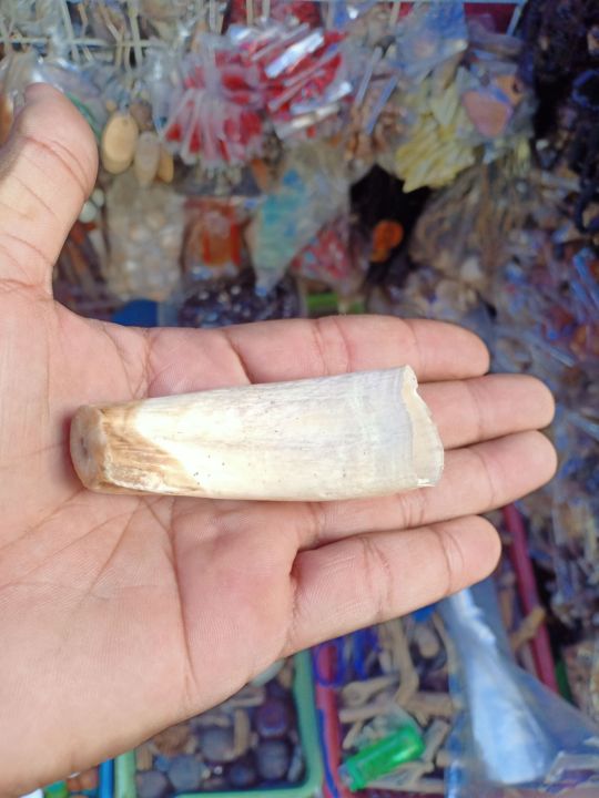 pangil Ng baboy ramo pangontra laban sa lahat | Lazada PH