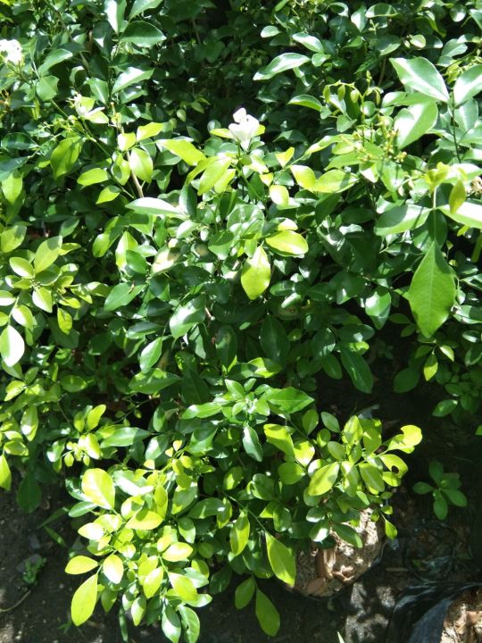 Dwarf Kamuning | Lazada PH