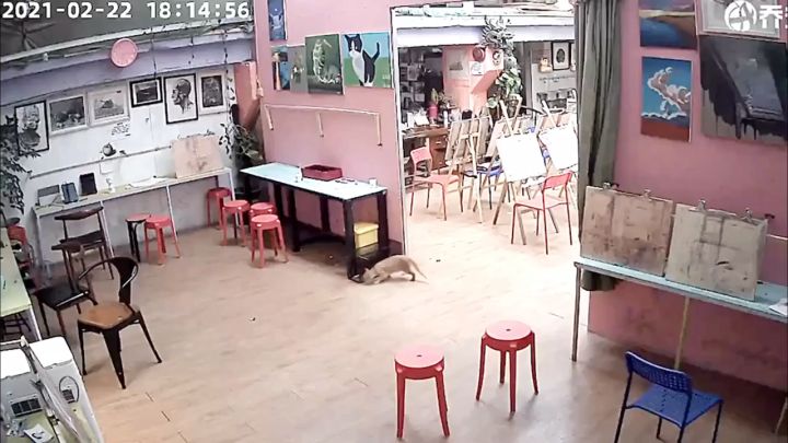 Automatic Cat Trap Cage Cat Catching Artifact Catch Wild Cat Stray Cat ...