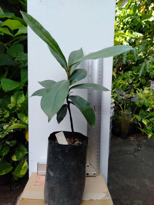 kamagong hardwood seedlings 6-8 inches mabolo | Lazada PH