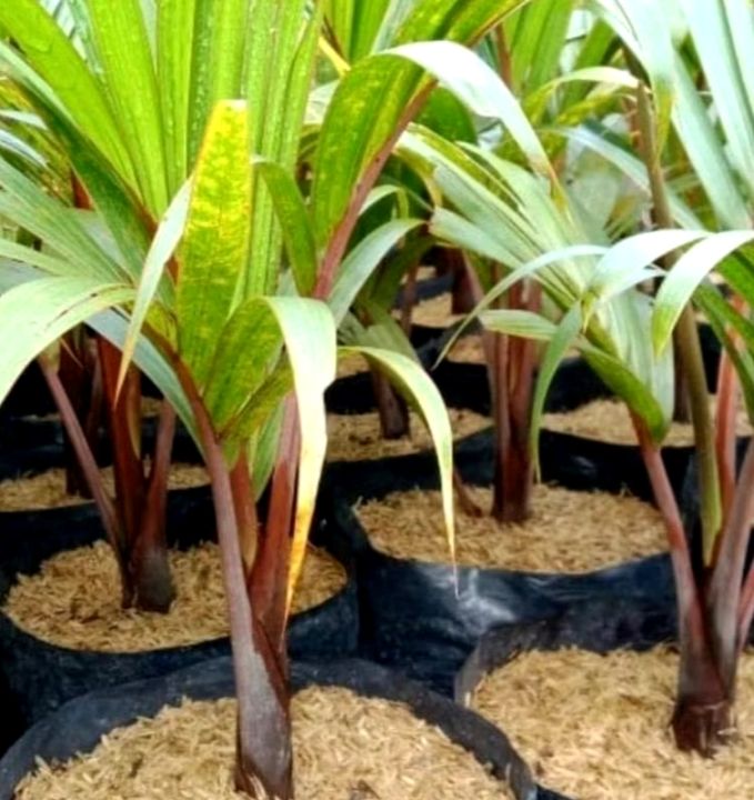 Tanaman hias pohon palem merah - pohon palem botol | Lazada Indonesia