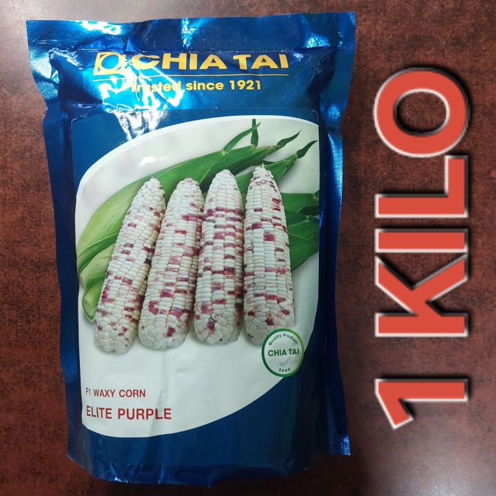 ELITE PURPLE F1 (1 KILO) HYBRID WAXY CORN / LAGKITAN SEEDS BY CHIA TAI ...