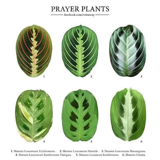 Marantha Varieties | Lazada