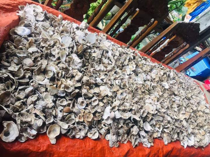 1 Kilo Oyster Shells as Filter Media(Frees Mesh Bag) | Lazada PH