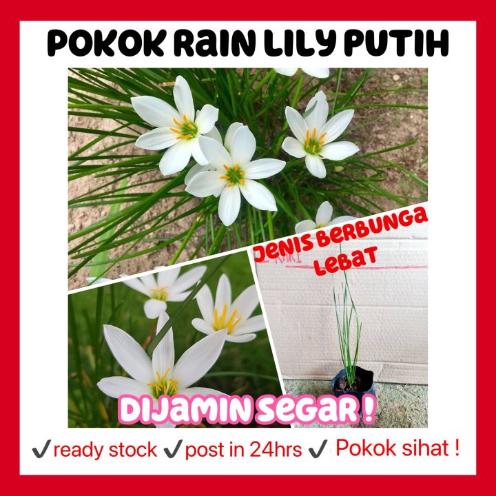 rina • pokok rain lily putih • white flower zephyranthus citrina sulphurea lili hujan outdoor ...