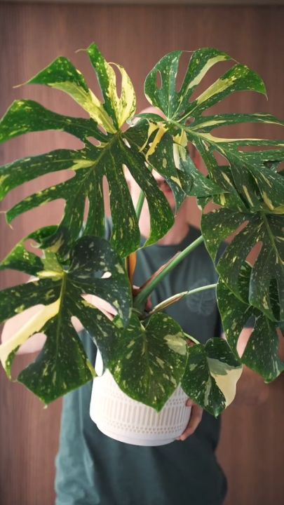 Chậu cây Thaicons (Monstera Thai Constellation) - Cây kiểng, cây cảnh ...