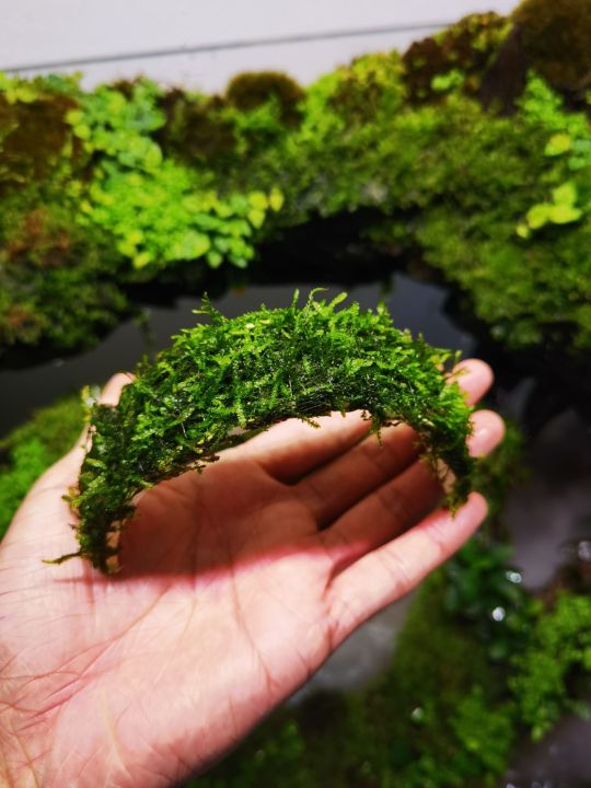 🔥Christmas Moss Ball / Arch🔥 Vesicularia Montagnei - Low Tech Plant ...