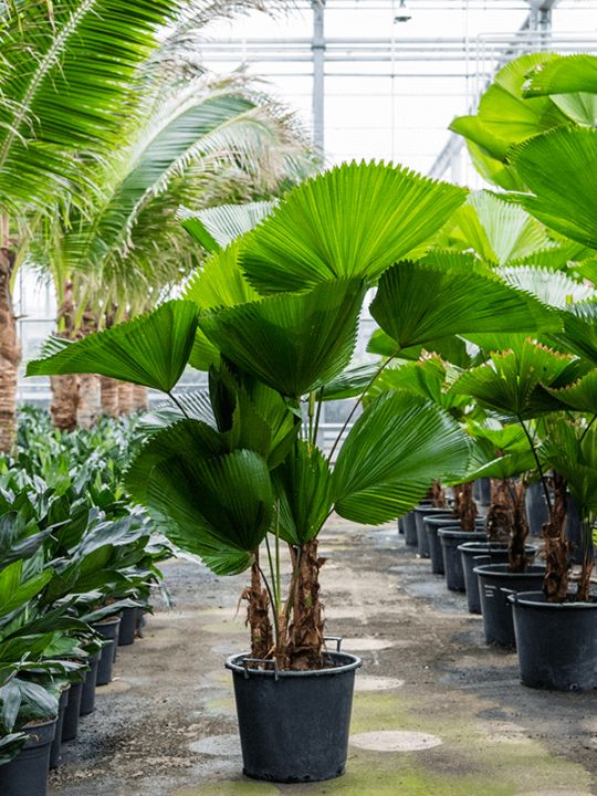 Licuala Grandis Palm Tree | Lazada PH