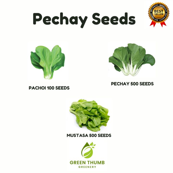 PECHAY SEEDS(Repacked) - Mustasa Pechay Packhoi | Lazada PH