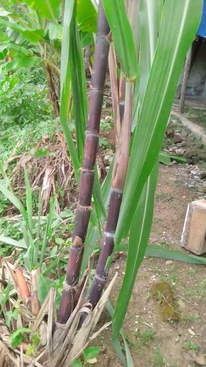 TEBU HITAM/TEBU IRENG ASLI MANIS PERBATANG PANJANG 20 CM | Lazada Indonesia