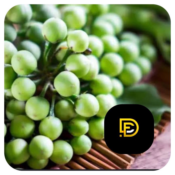 Buah cepokak buah takokak segar 500 gram herbal alami | Lazada Indonesia