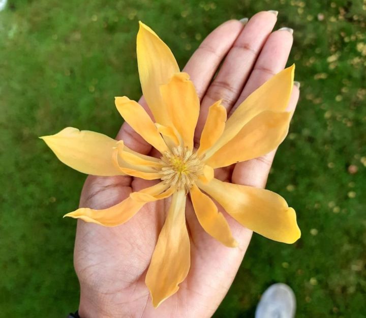 Pokok cempaka kuning wangi | Lazada