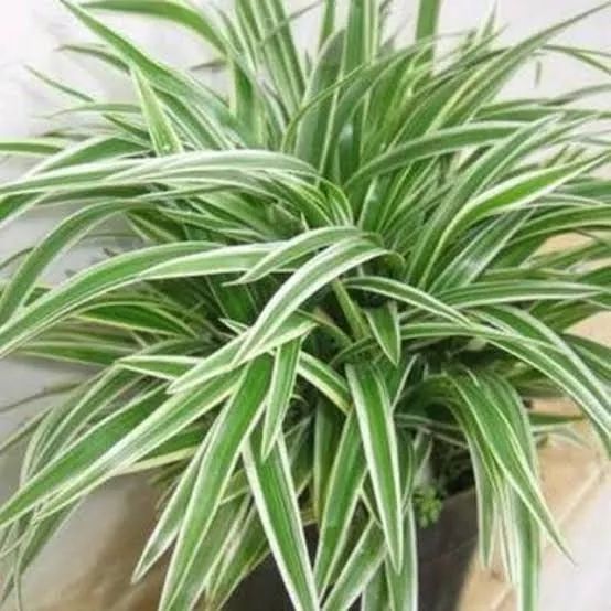 Bunga Bulu Ayam Hidup | Lazada Indonesia