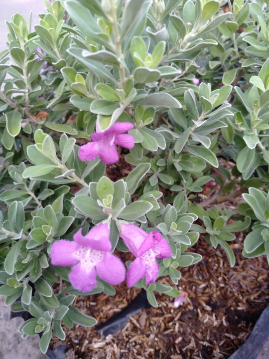 Green dust plant | Lazada PH