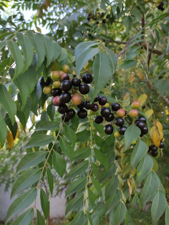 2 Seedling curry live plant/tree,herbalplant (fully rooted)ready stock ...