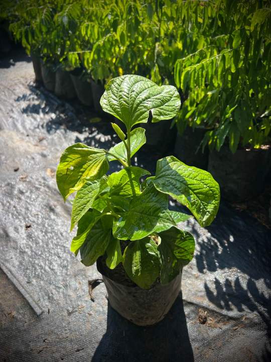 Chaplu Leaves ต้นใบชะพลู ผักสวนครัว สมุนไพรไทย ใช้ทานกับเมี่ยงคำ หรือ ...