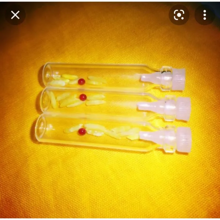 Geliga Lipan bara (asli) | Lazada