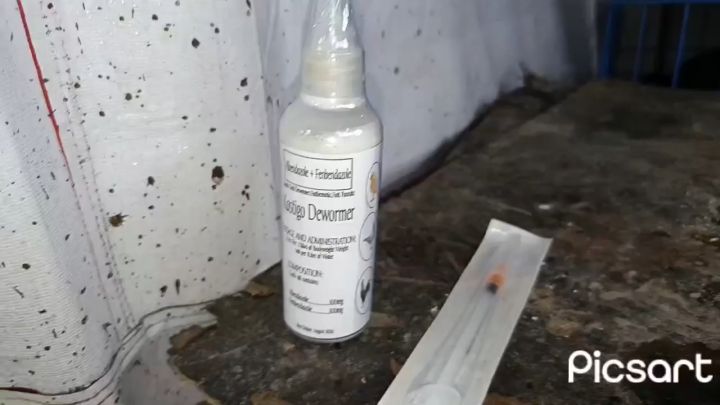 Kastigo Oral Dewormer for chicken and pigeons pamurga sa sisiw tandang ...