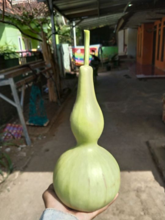 labu botol / labu kendi | Lazada Indonesia