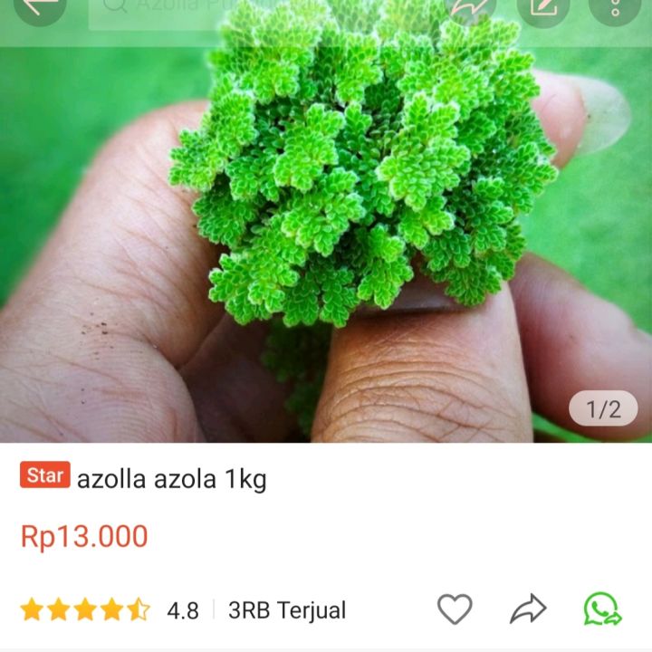 azolla azola 1 kg microphyla pakan unggas/ternak | Lazada Indonesia