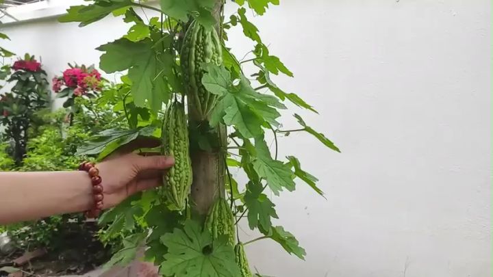 (10 SEEDS) - AMPALAYA ILOCOS F1/NATIVE SEED/ROUND BITTERGOURD/EASY TO ...