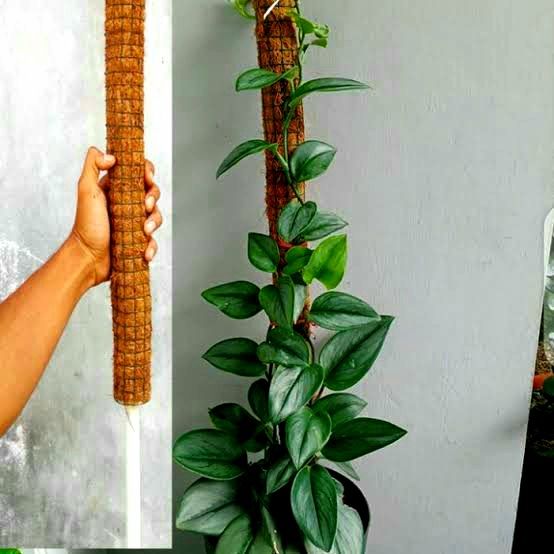 Turus sabut kelapa 70 cm ( 1 kg Muat 4 turus / 4 turus masih 1 ongkir ...