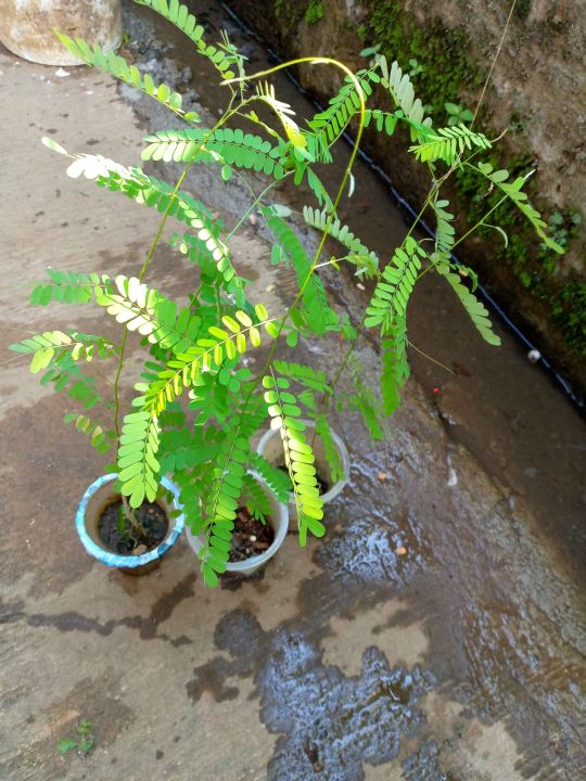 pohon saga rambat tinggi10,/15cm | Lazada Indonesia