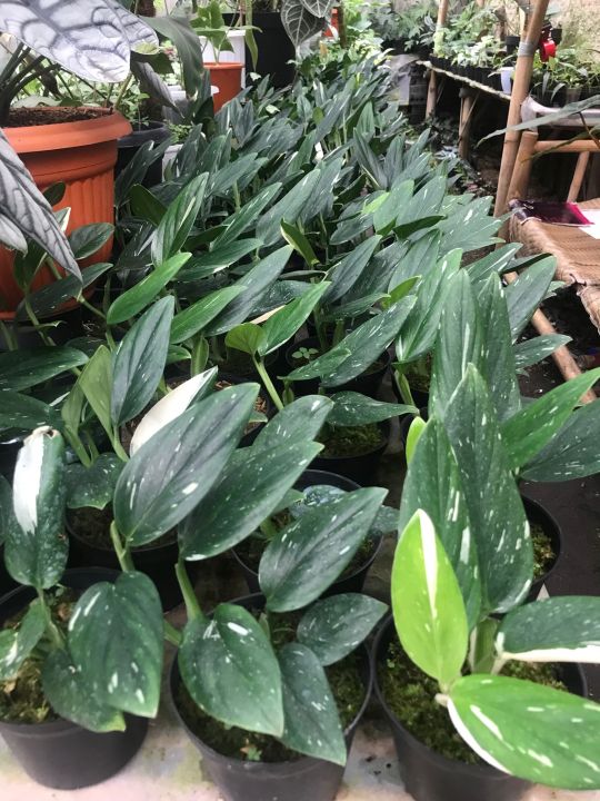 tanaman hias philo standleyana variegata/ standleyana variegata ...