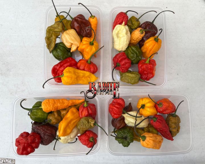 Chili Superhots MIX PODS ,Siling Demonyo/SILING DIABLO, Sili SPICY ...