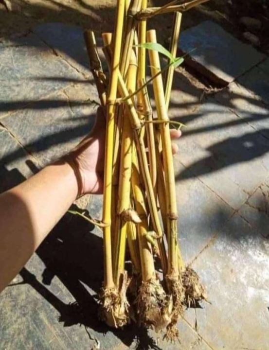 BIBIT BAMBU KUNING 50cm | Lazada Indonesia