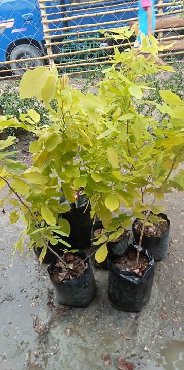 yellow legumes plant and seedlings/golden legume tree | Lazada PH
