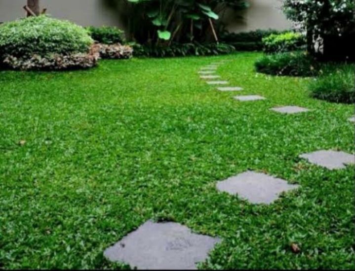 Rumput Gajah Mini 1 Meter Lazada Indonesia