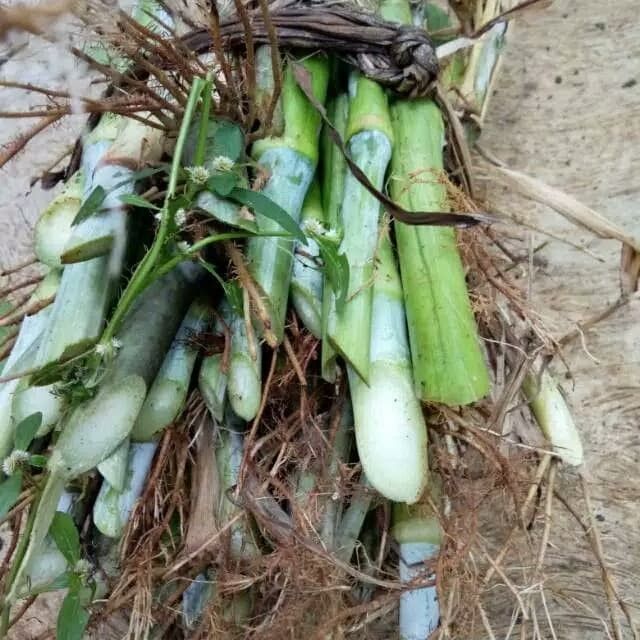 Bibit Rumput Pakcong pakan Sapi Pakan Kambing Dll. 1 kg isi 30-40 ...