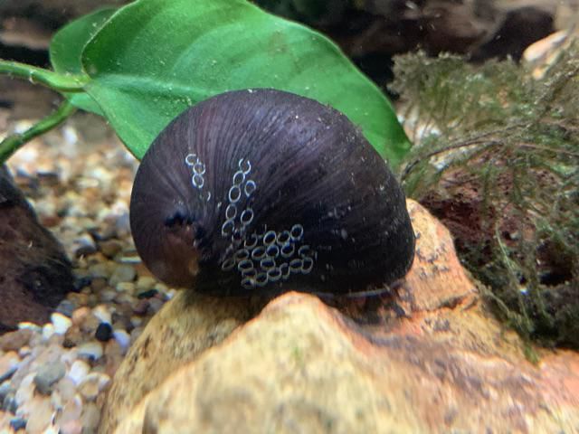 3 + 1(DOA) military helmet snail nerite snail algae eater by dr nerite ...