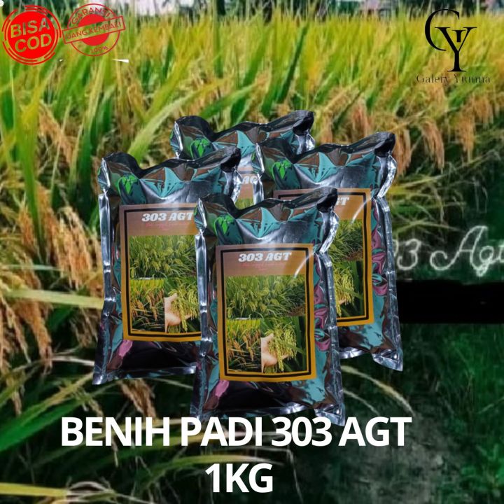 Benih Padi 303 Agt Kemasan 1 Kg | Lazada Indonesia